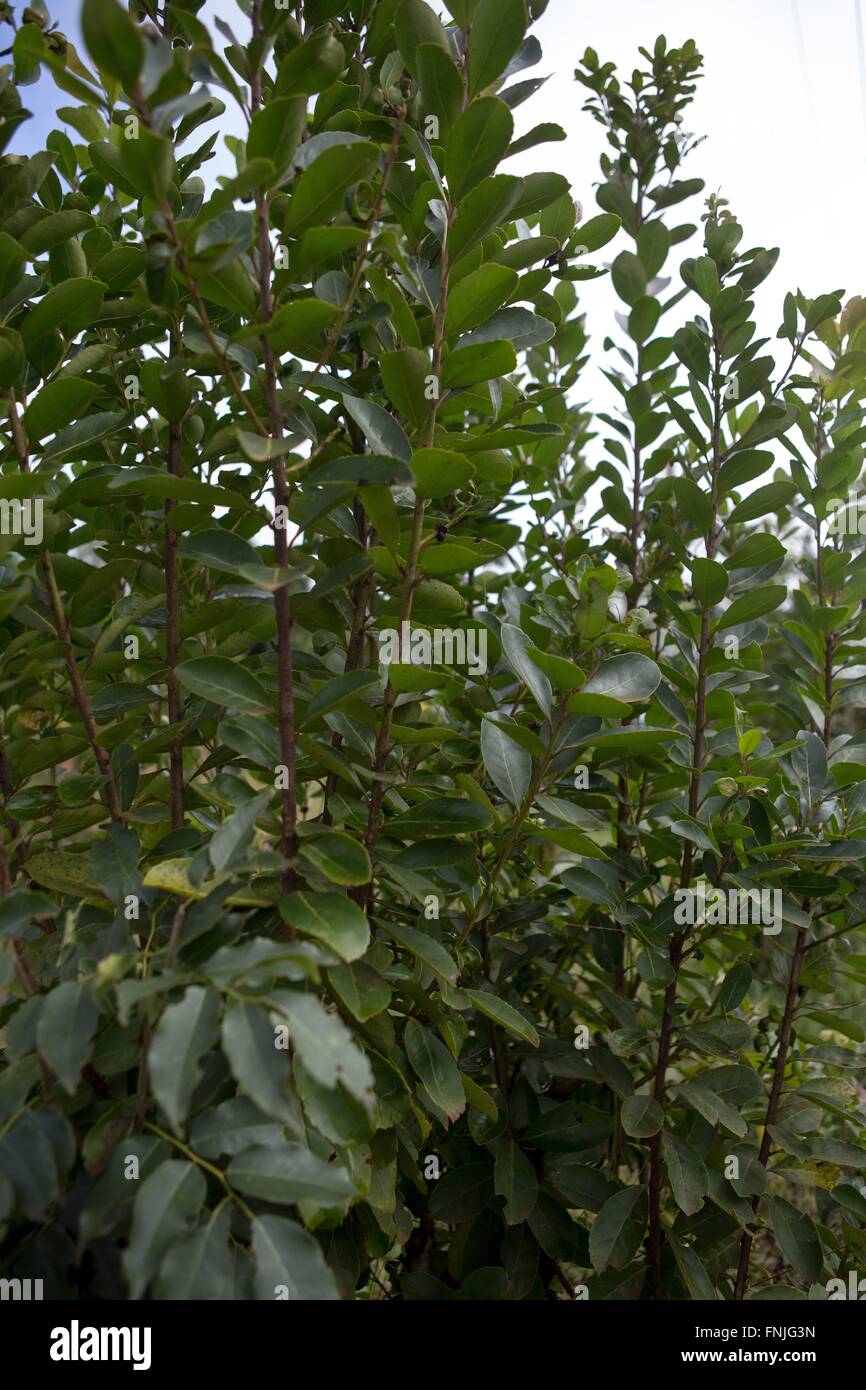 Yerba plant which maté tea is made from Stock Photo - Alamy