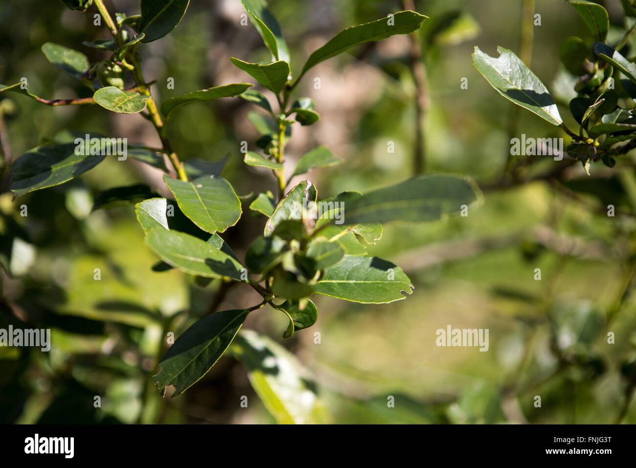 Yerba plant, where the mate tea is made from, photographed near the ...