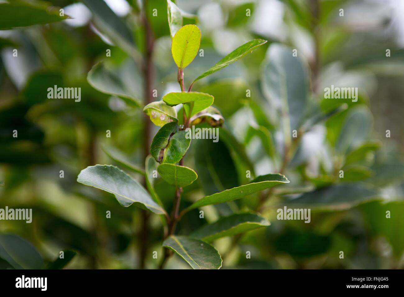 Yerba plant which maté tea is made from Stock Photo - Alamy
