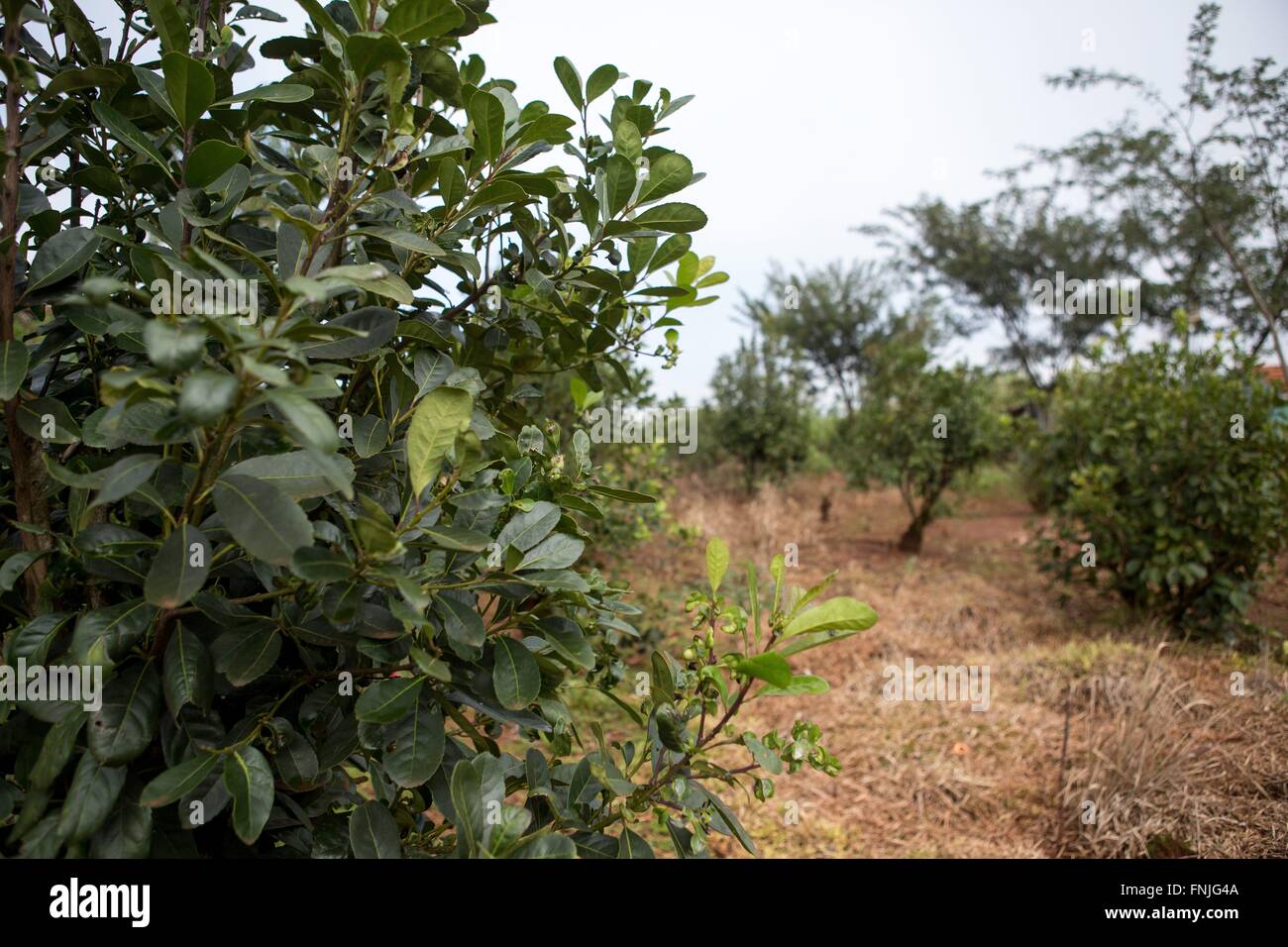 Yerba plant which maté tea is made from Stock Photo - Alamy