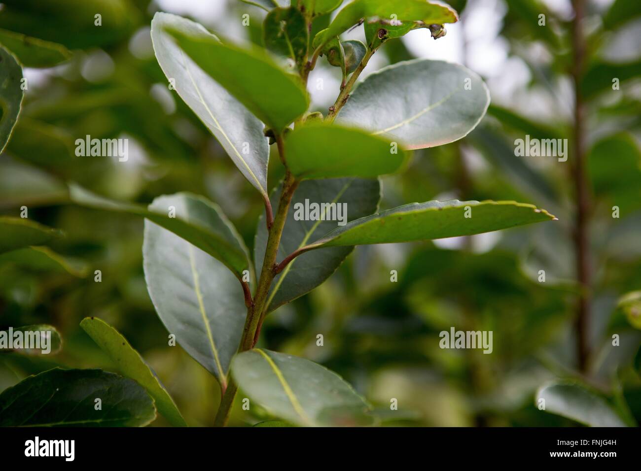 Yerba plant which maté tea is made from Stock Photo - Alamy