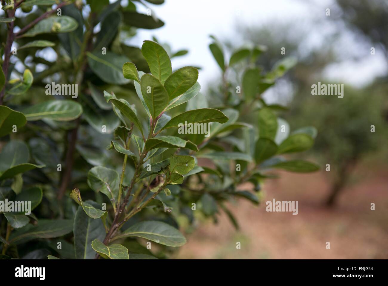 Yerba plant which maté tea is made from Stock Photo - Alamy