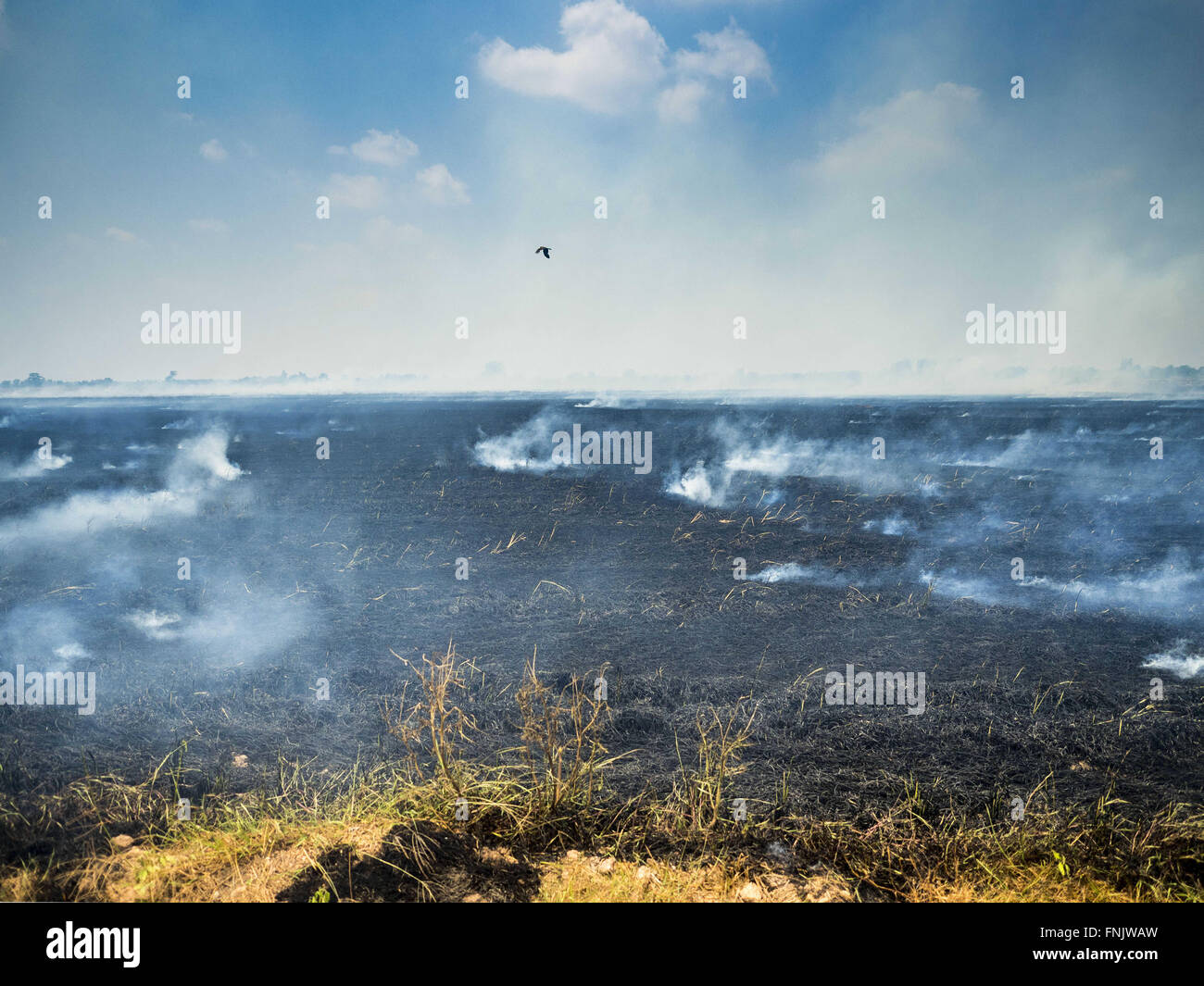 100 rice fields hi-res stock photography and images - Alamy