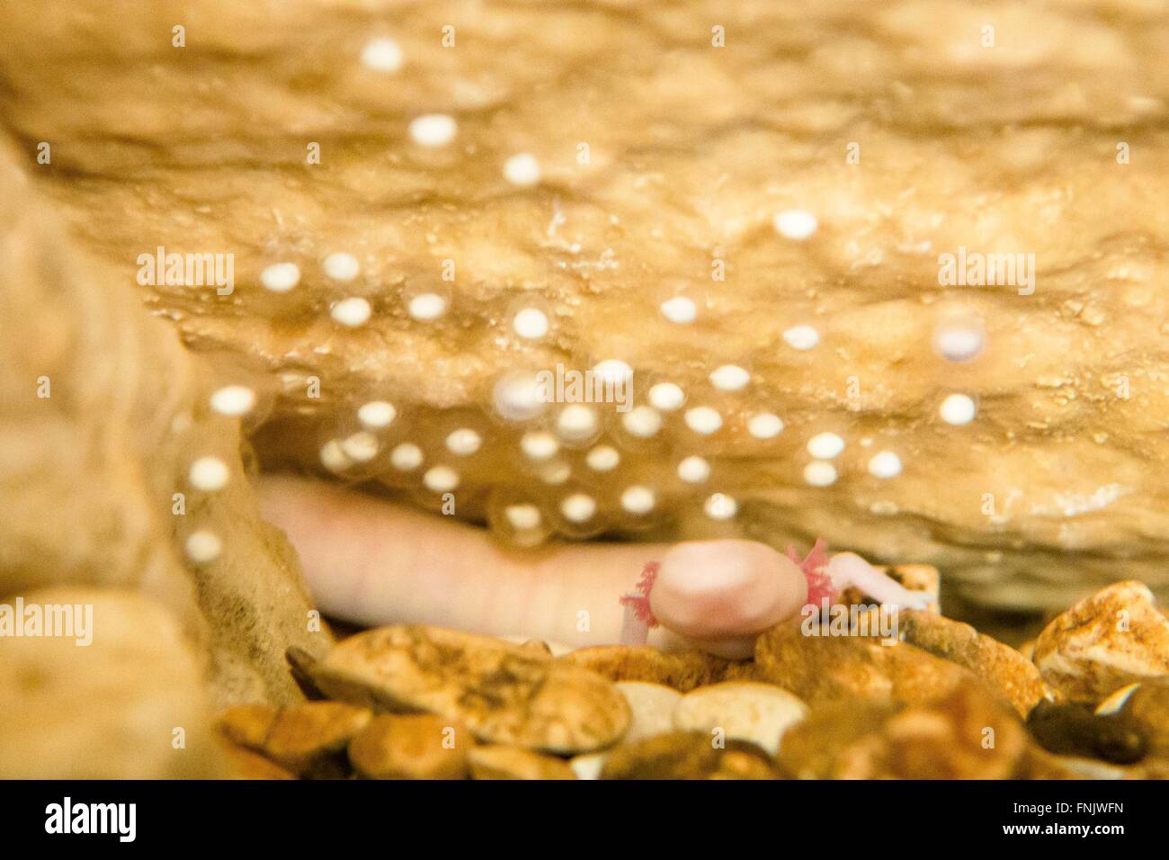 Proteus anguinus olm hi-res stock photography and images - Alamy