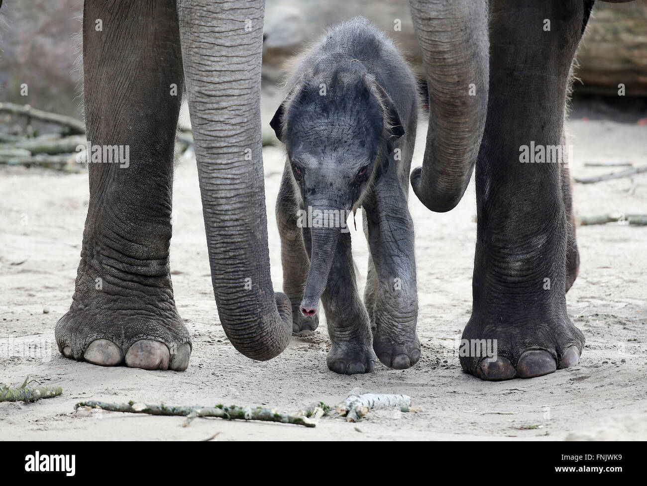 Cologne, Germany. 16th Mar, 2016. A baby elephant is accompanied by ...