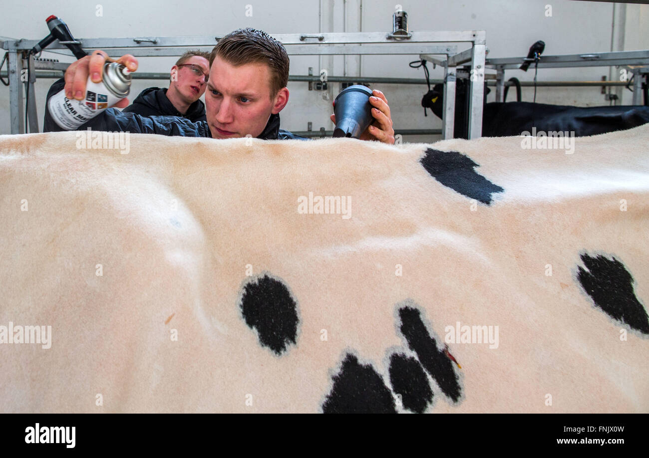 Karow, Germany. 16th Mar, 2016. Dominik Weber uses gloss spray to ...