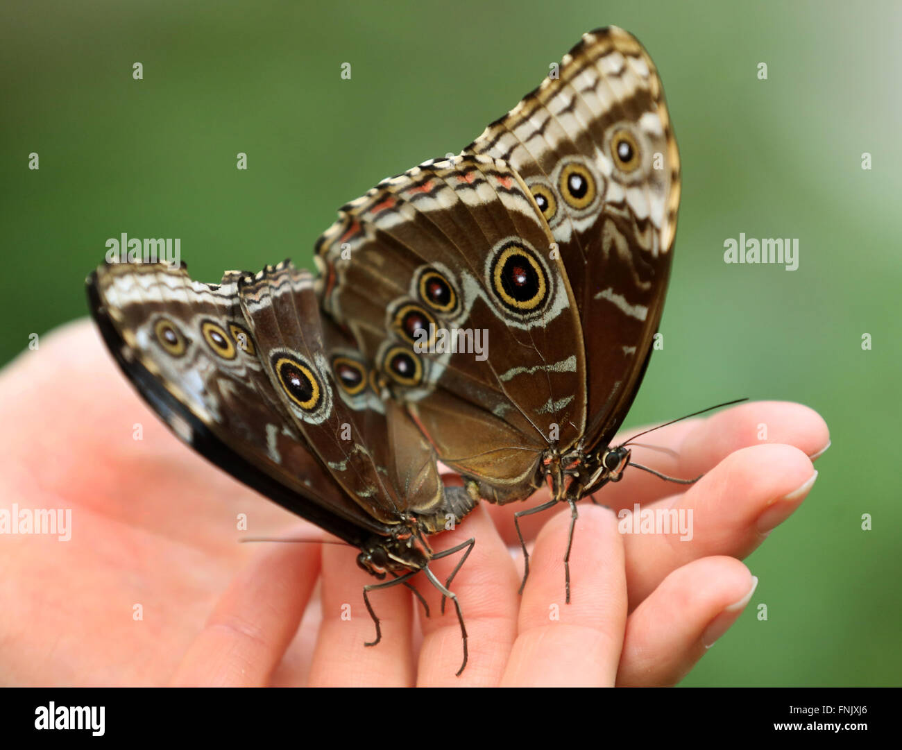 Krefeld, Germany. 16th Mar, 2016. Two Blue Morpho butterflies mating on ...