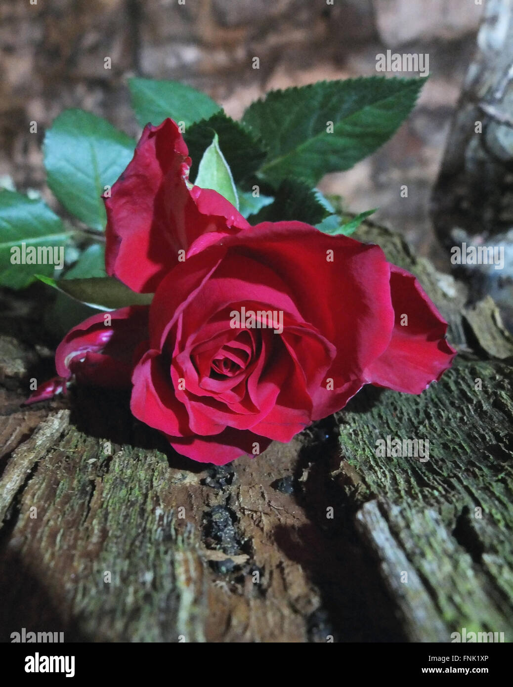 single red rose on wood Stock Photo - Alamy