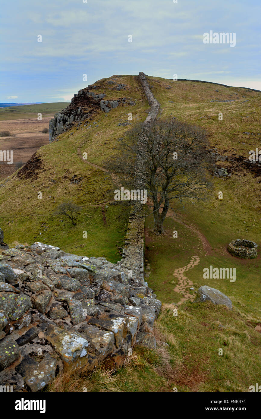 Sycamore tree on Hadrians Wall, Northumberland,UK Stock Photo - Alamy