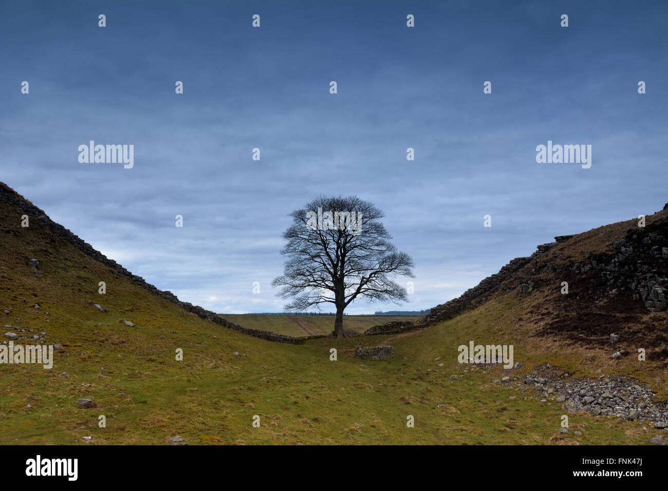 Sycamore tree on Hadrians Wall, Northumberland,UK Stock Photo - Alamy