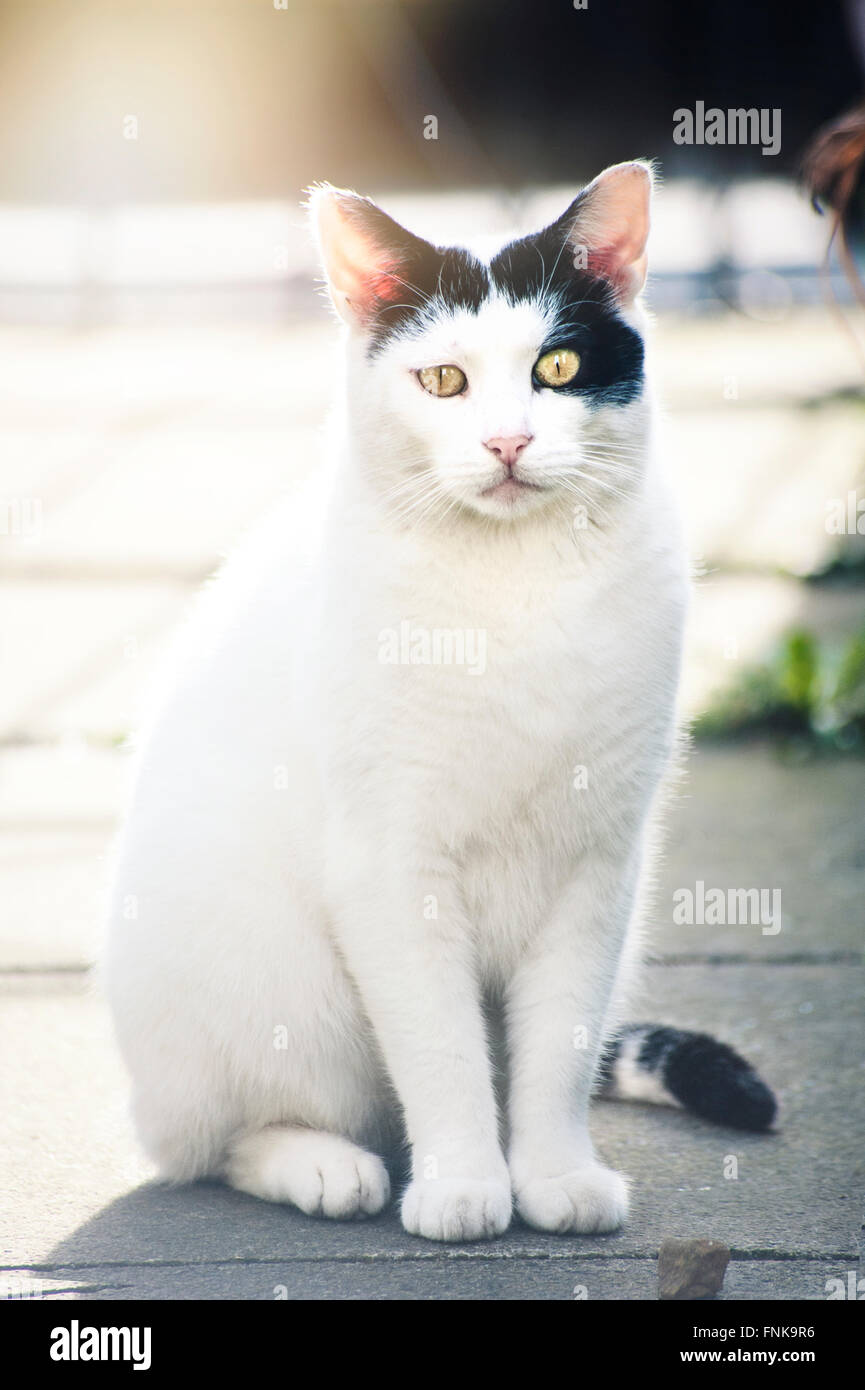 Sitting white cat hi-res stock photography and images - Alamy