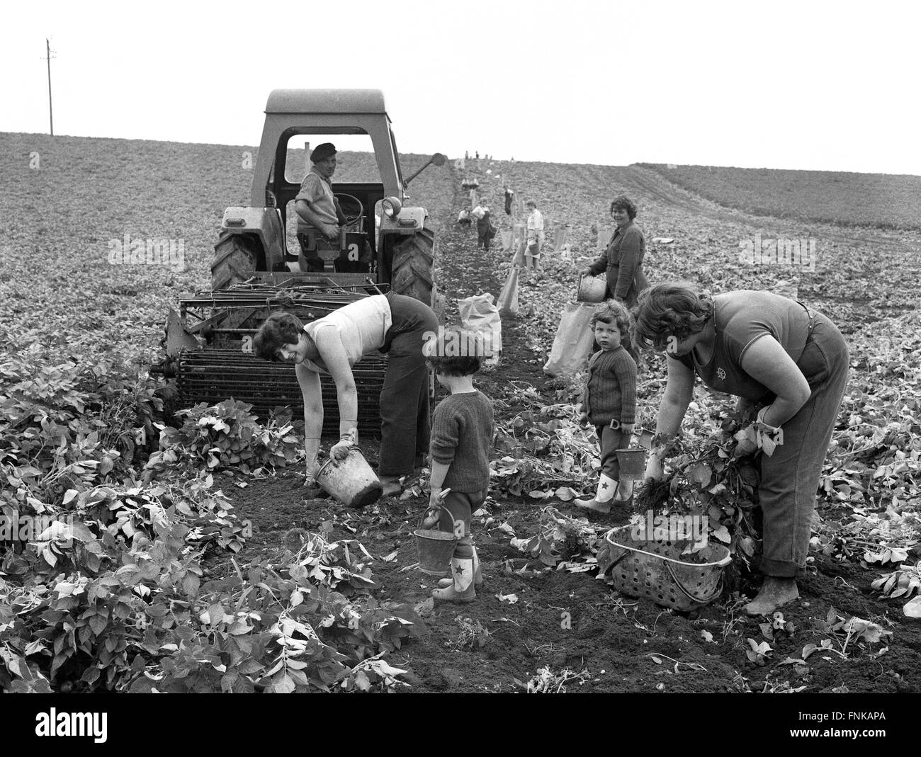 Women Potato picking harvesting Britain 1962 1960s children play while ...