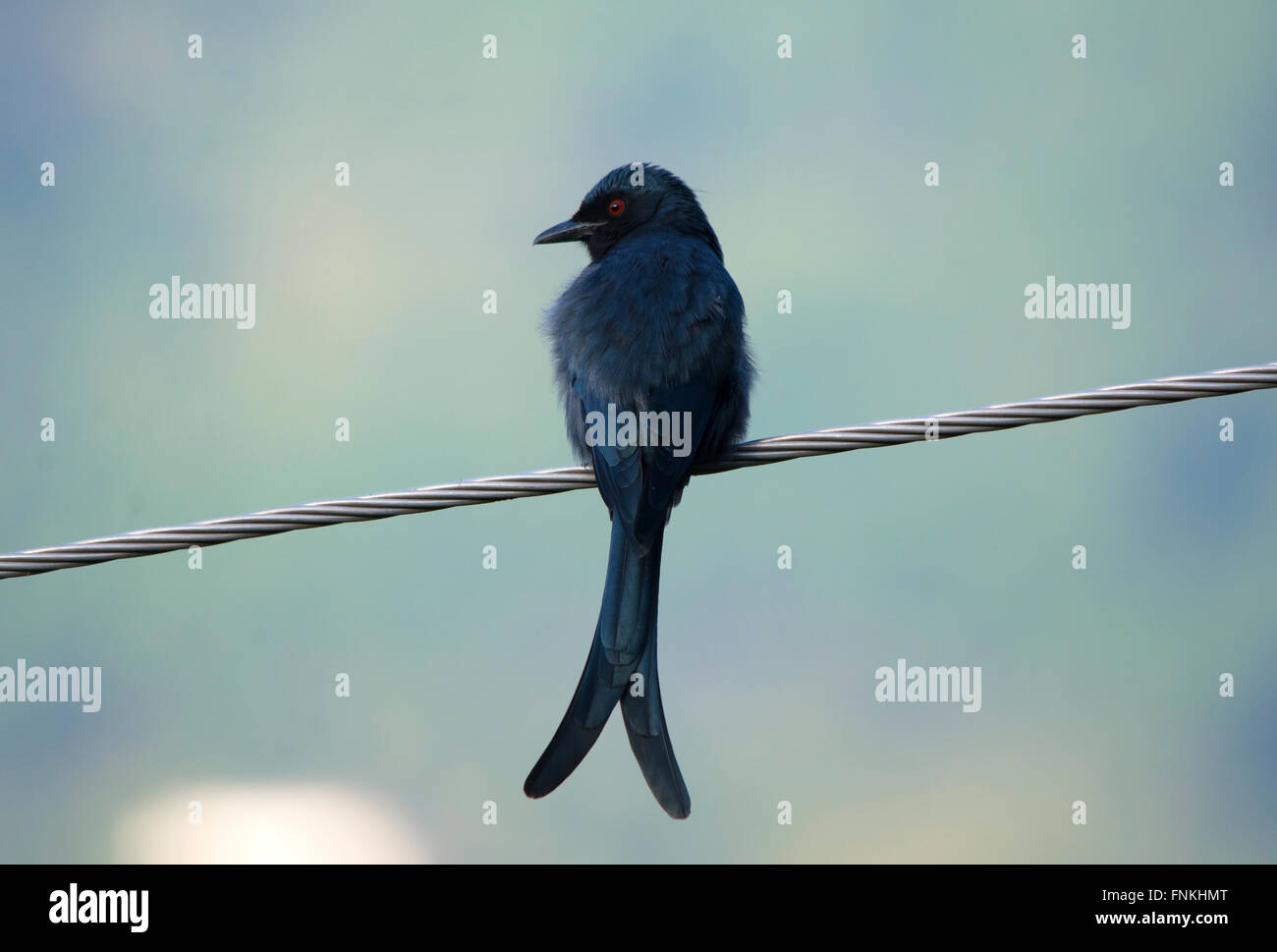 Drongo bird india hi-res stock photography and images - Alamy