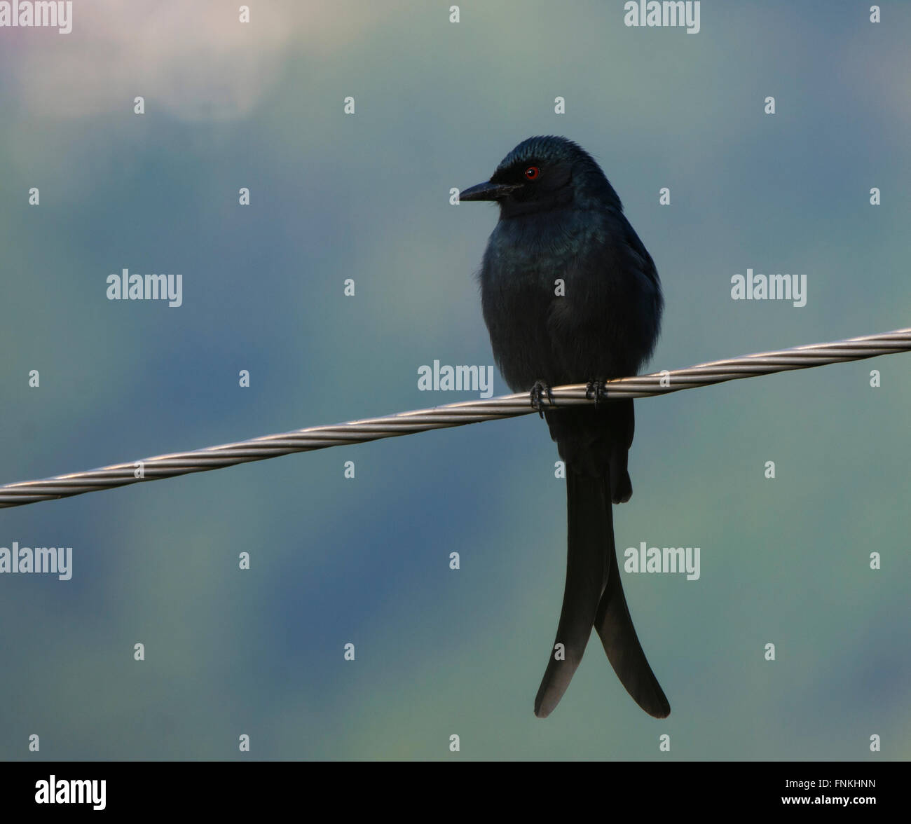 Drongo bird india hi-res stock photography and images - Alamy