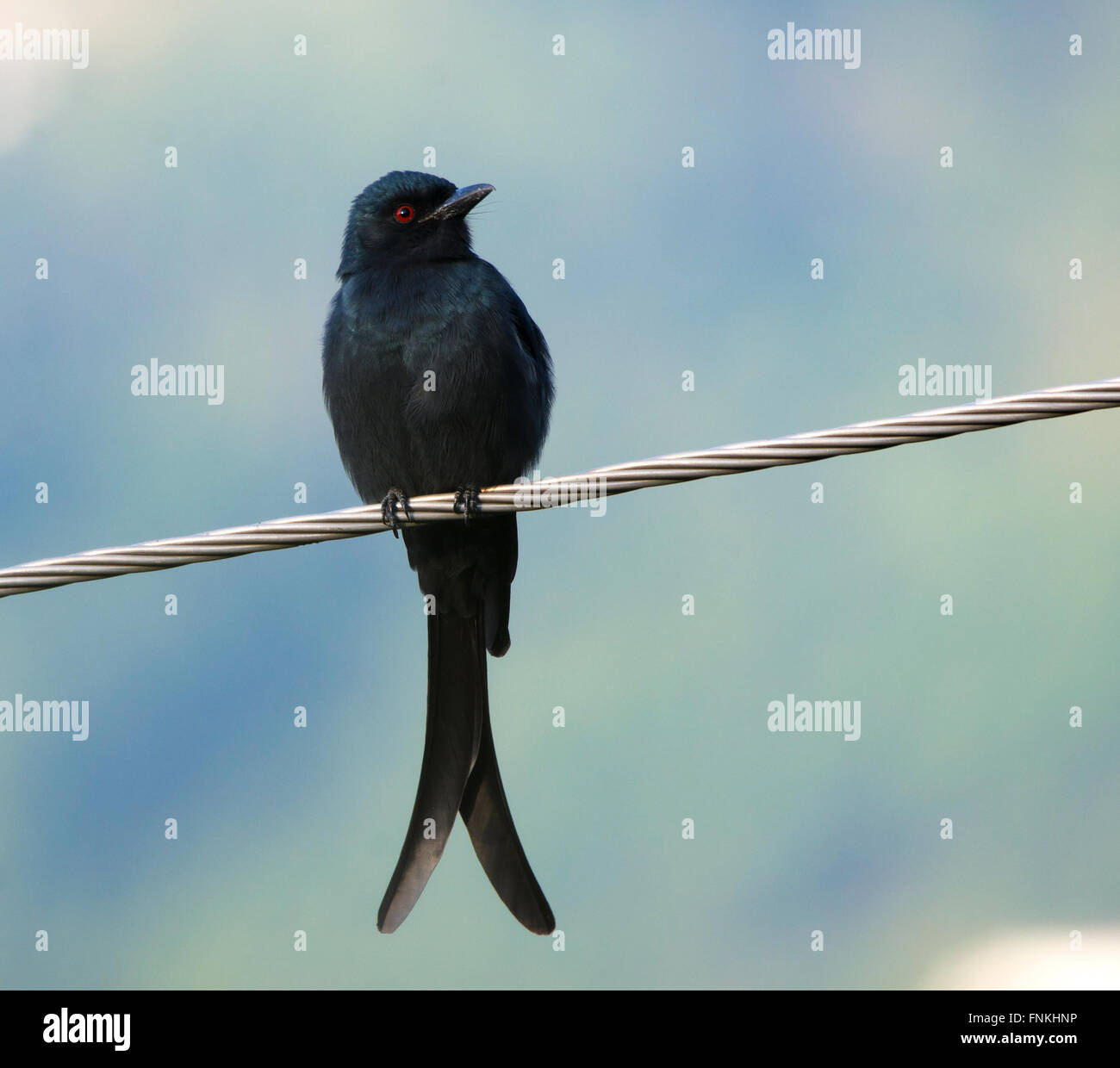 Drongo bird india hi-res stock photography and images - Alamy