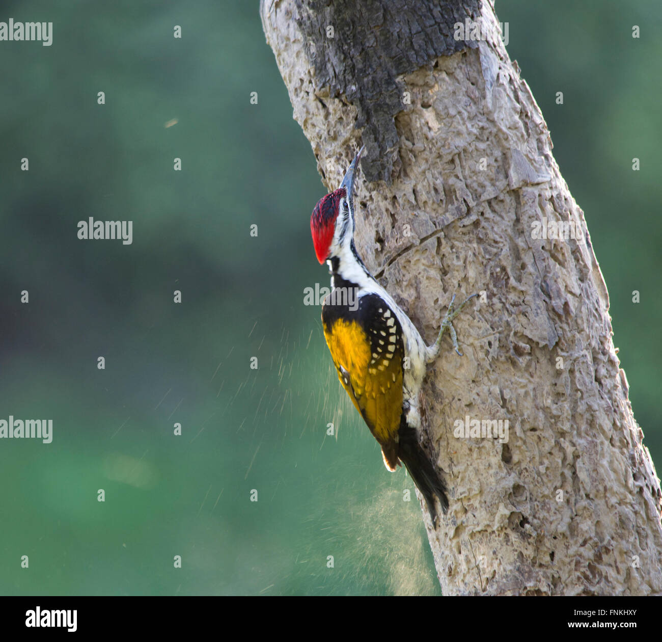 Black Rumped Flameback or Lesser Golden Backed Woodpecker in action ...
