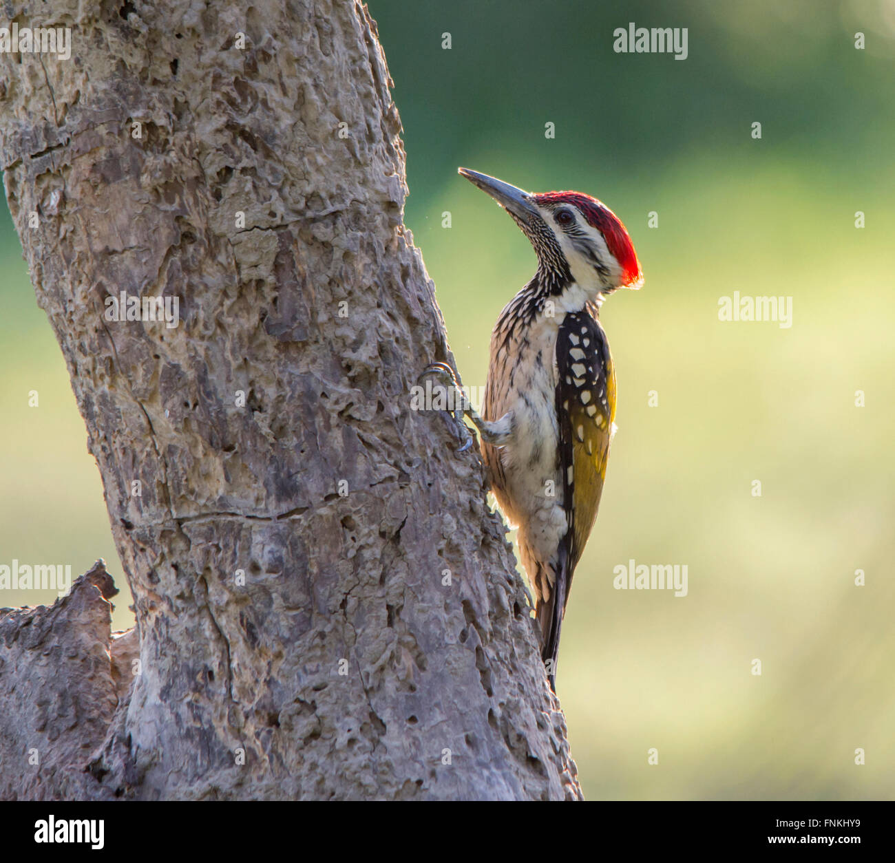 Black Rumped Flameback or Lesser Golden Backed Woodpecker perched Stock ...