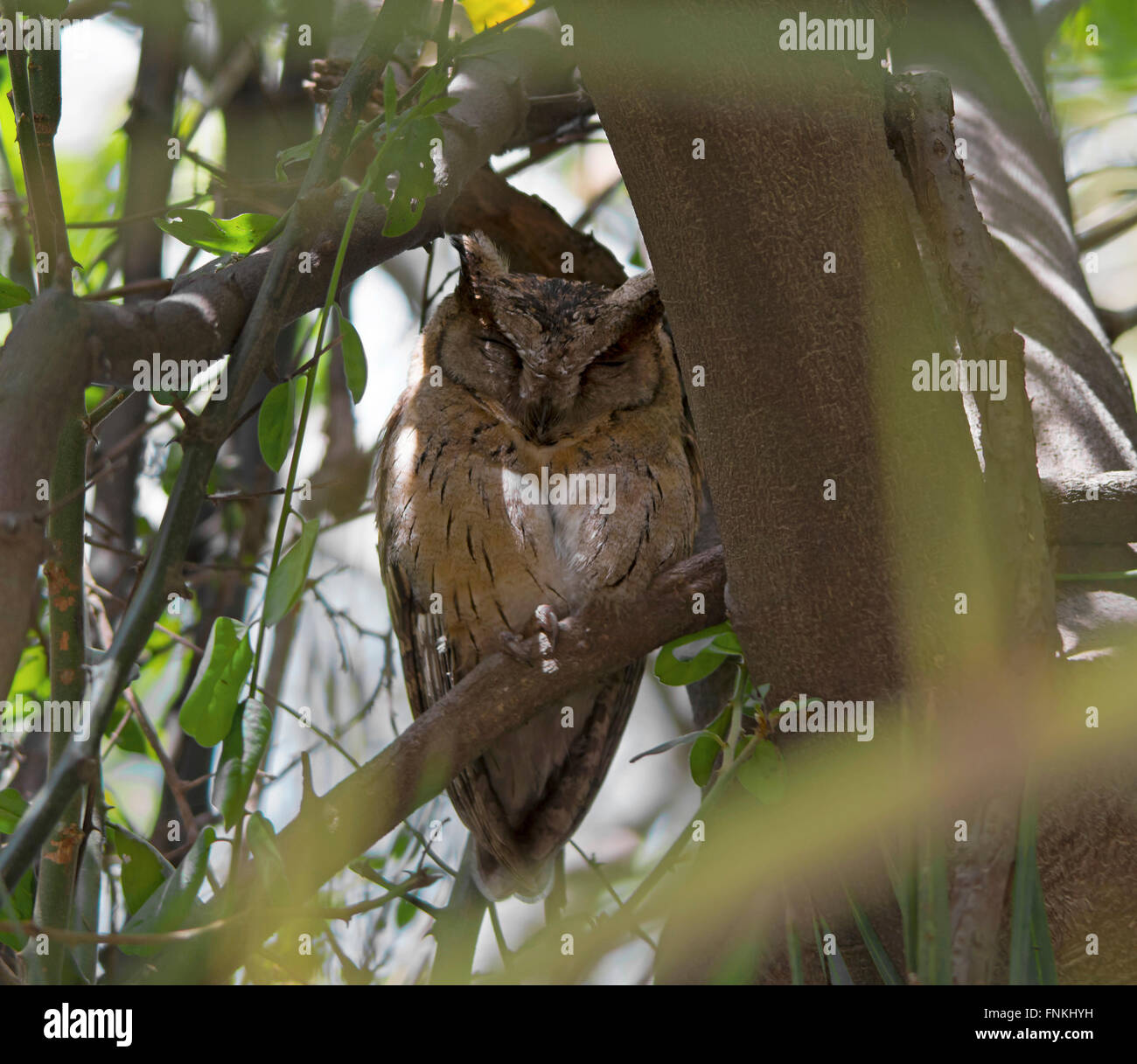 Collared scops owl hi-res stock photography and images - Alamy