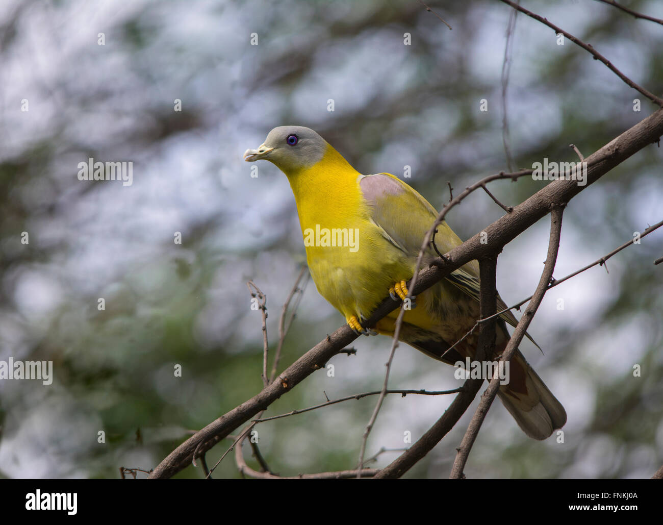 Yellow Legged Green Pigeon or Yellow Footed Green Pigeon Perched Stock ...