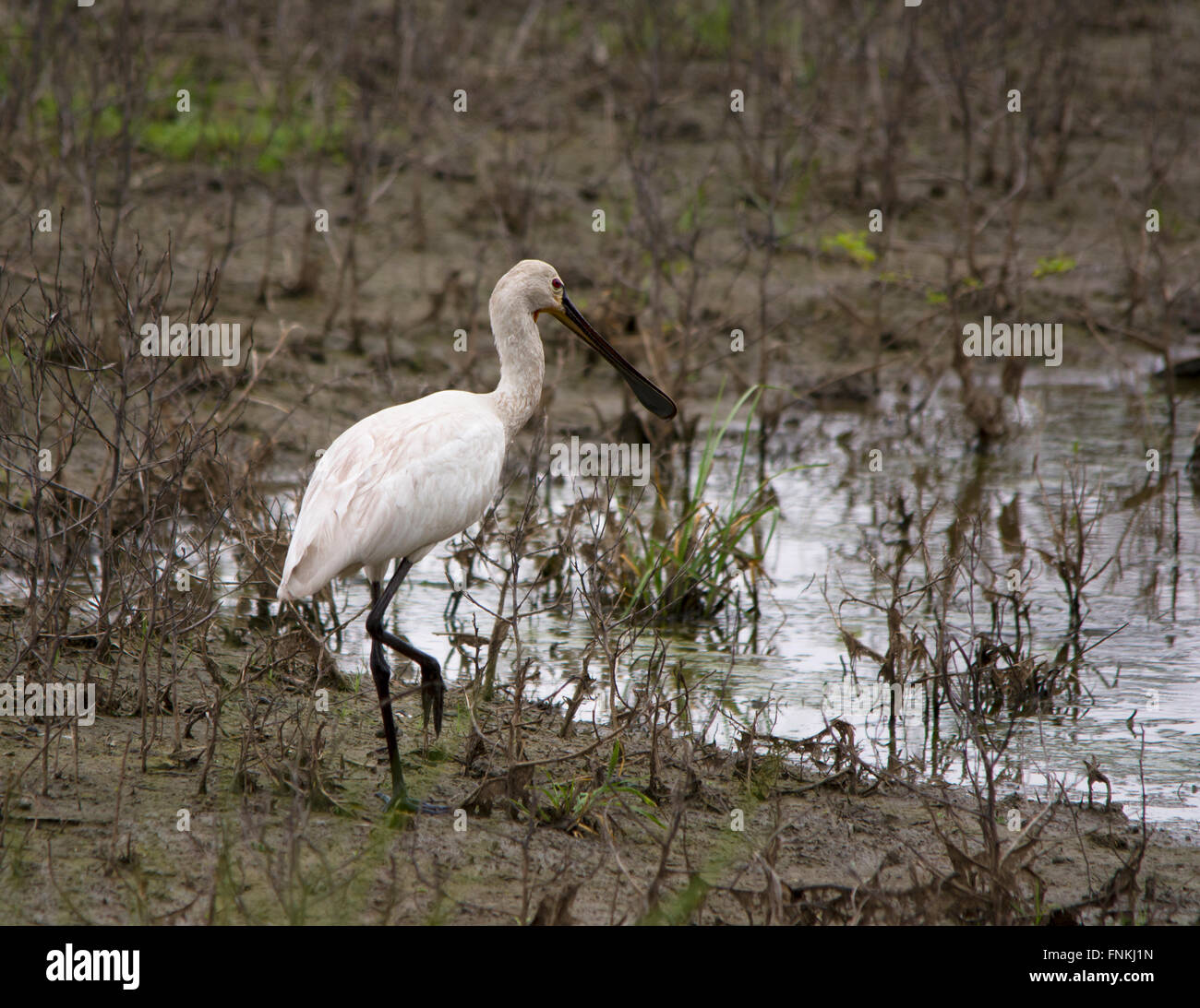 Eurasian spoonbill or common spoonbill on ground Stock Photo - Alamy