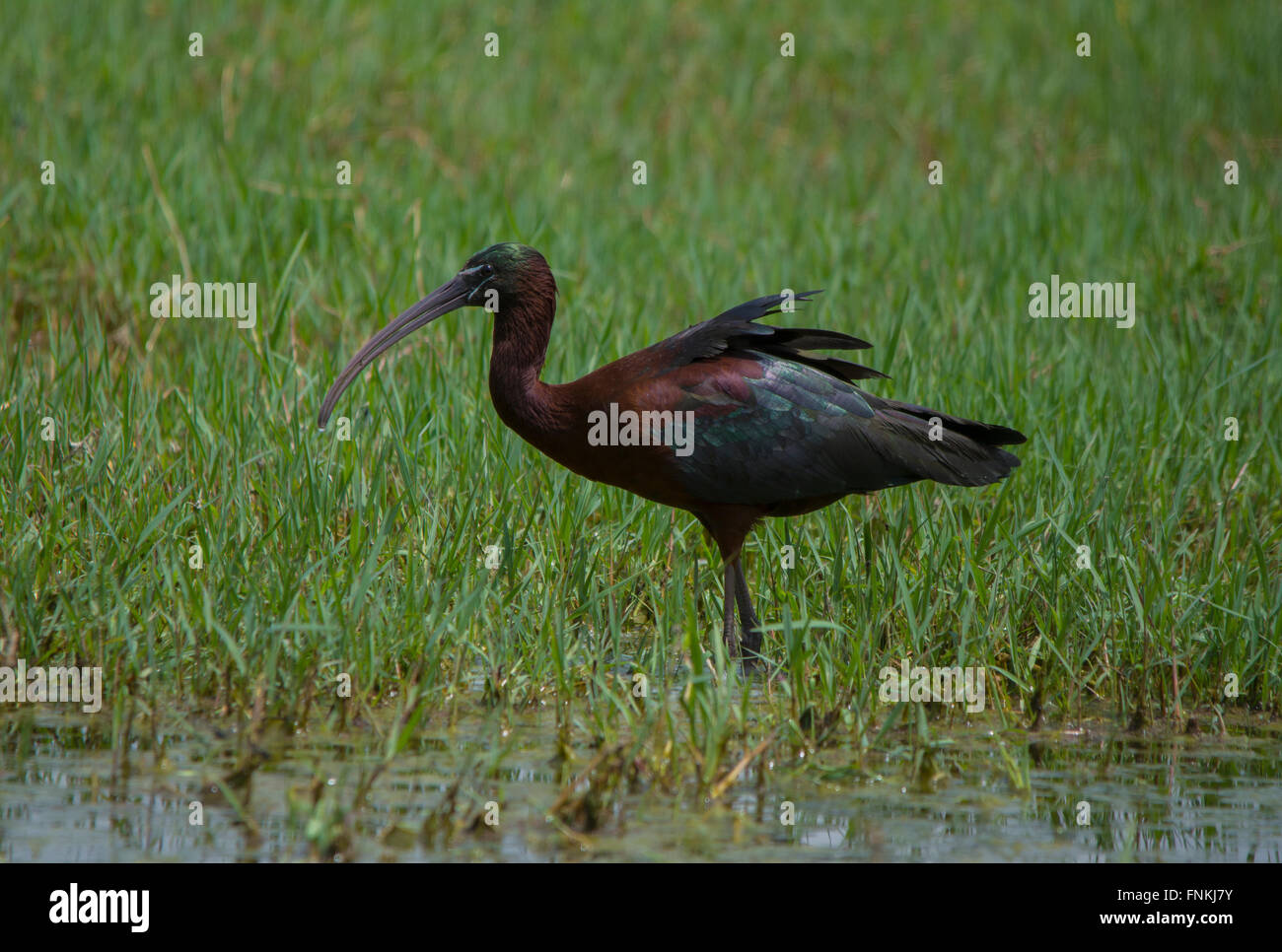 Indian ibis hi-res stock photography and images - Alamy