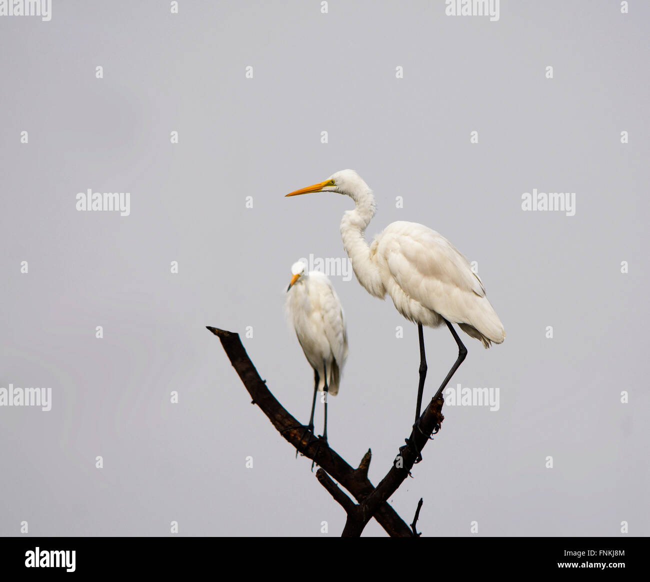 Little egrets small white hi-res stock photography and images - Alamy
