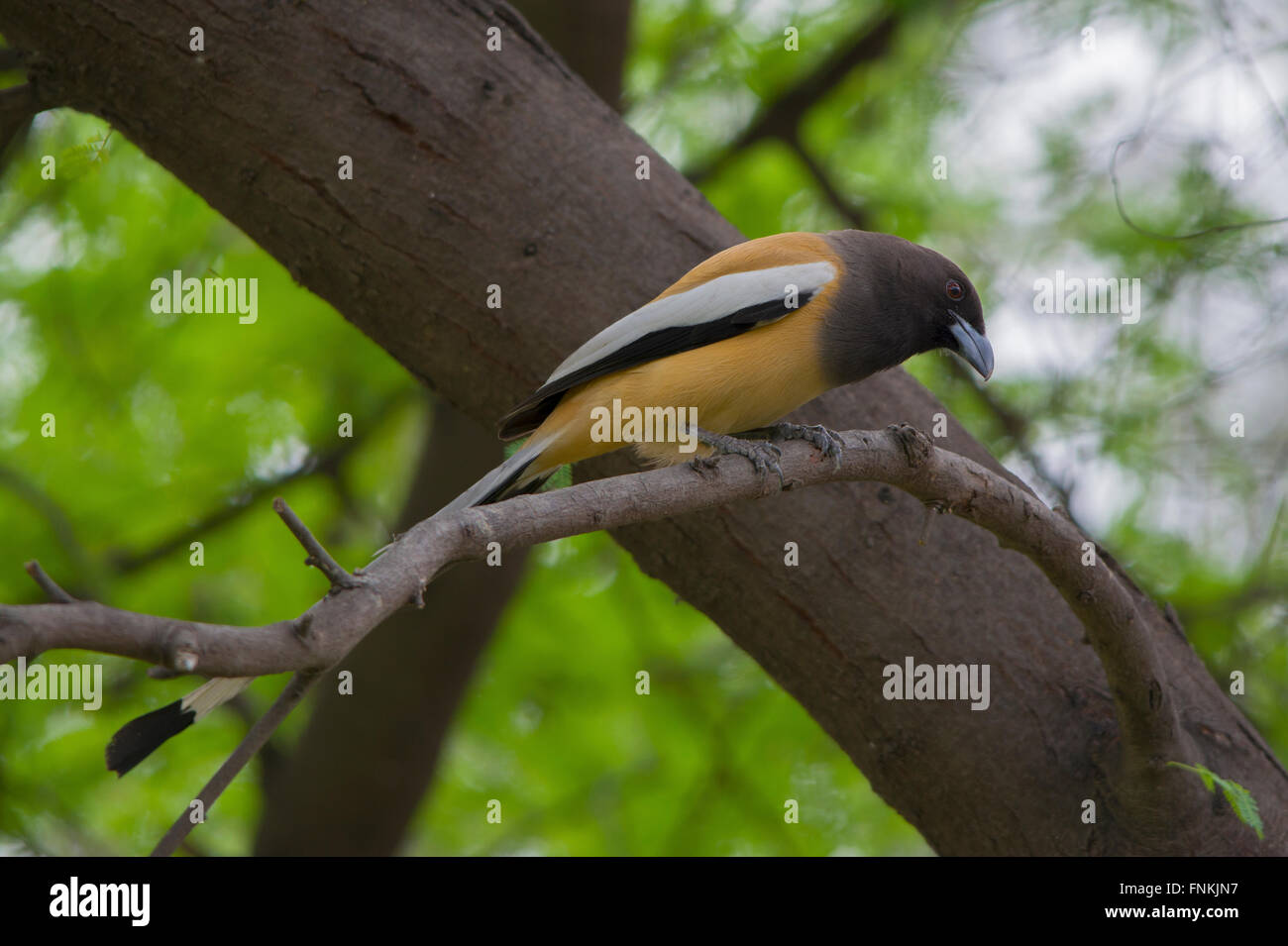 Indian Treepie Perched Stock Photo - Alamy