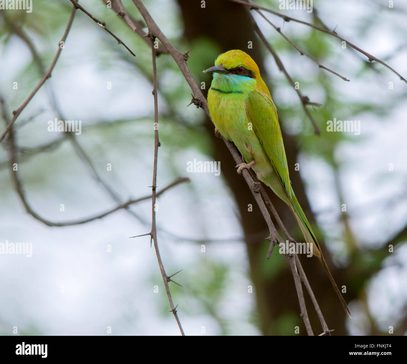Indian green bee eater hi-res stock photography and images - Alamy