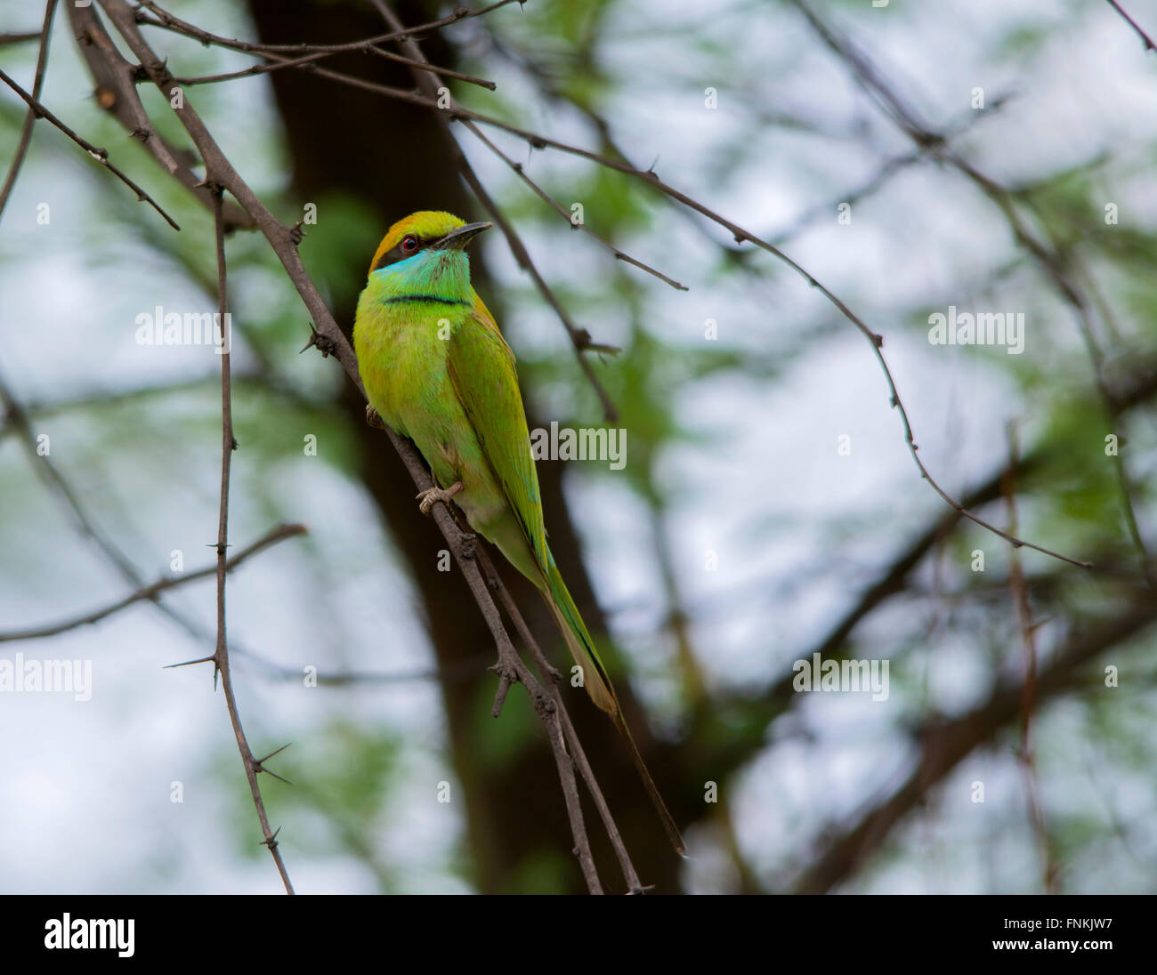 Indian bee eater hi-res stock photography and images - Alamy