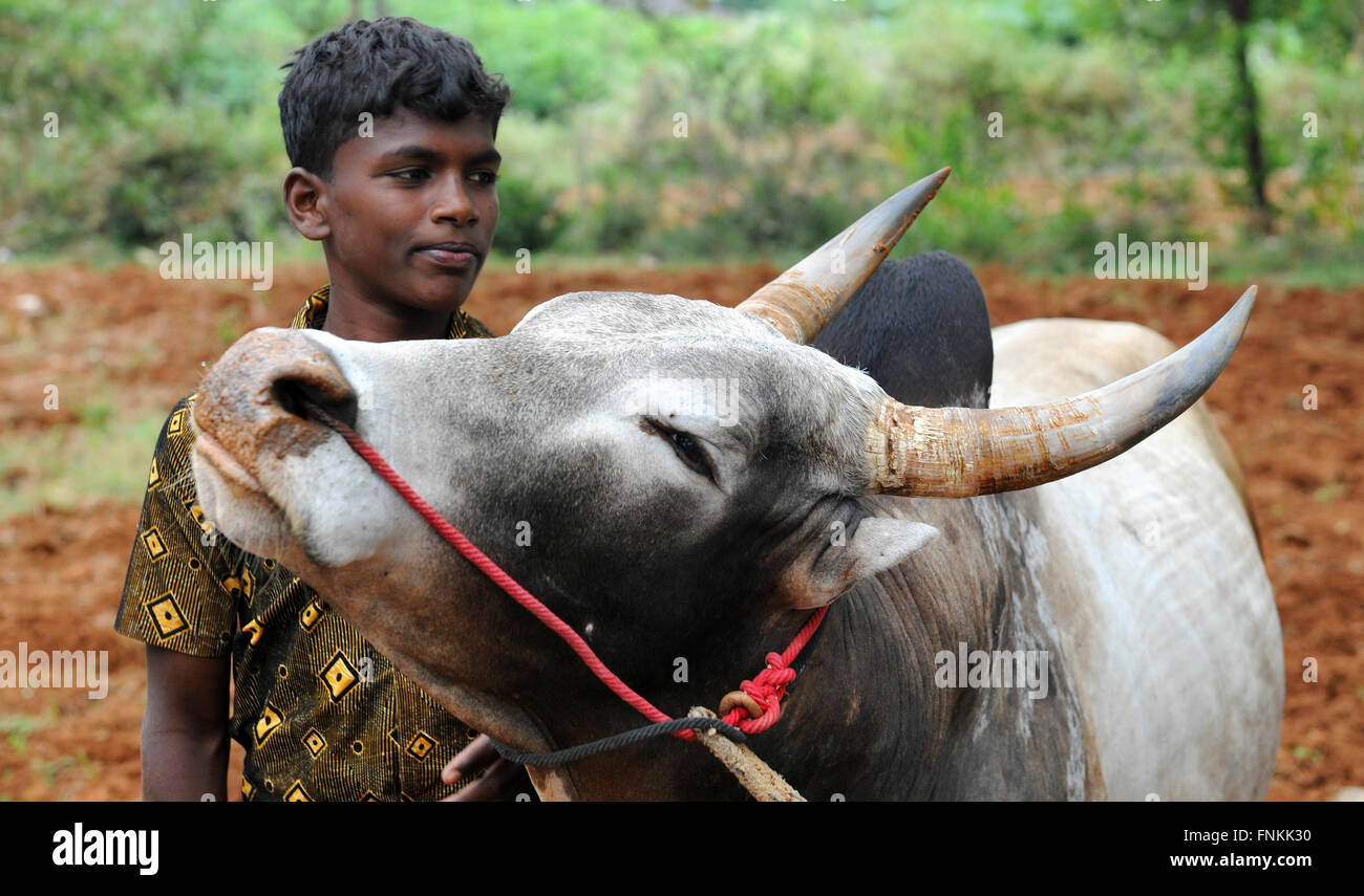 Best jallikattu pictures hi-res stock photography and images - Alamy