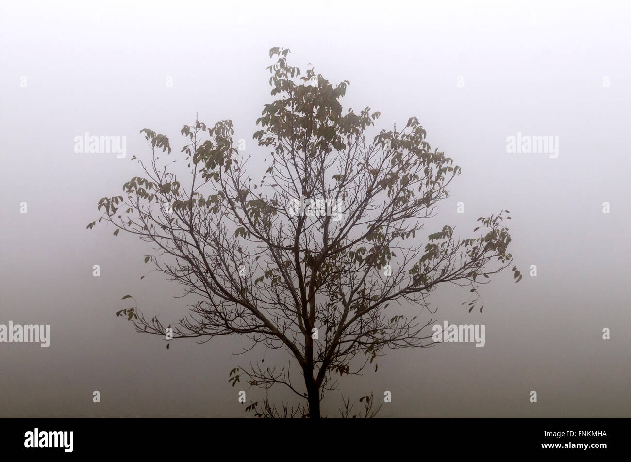 Tree in the fog in the forest at mountain Stock Photo - Alamy