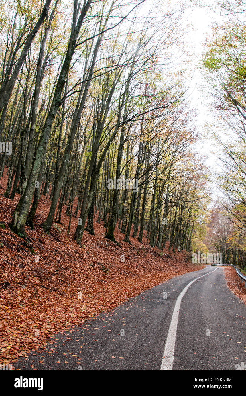 Tree without leaf hi-res stock photography and images - Alamy