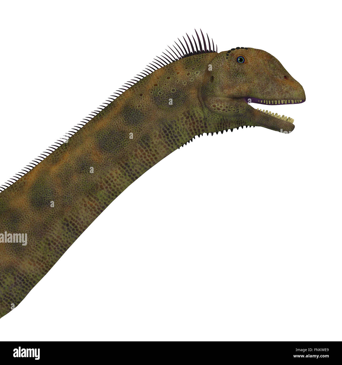 Atlasaurus was a large herbivorous dinosaur that lived in the Jurassic ...