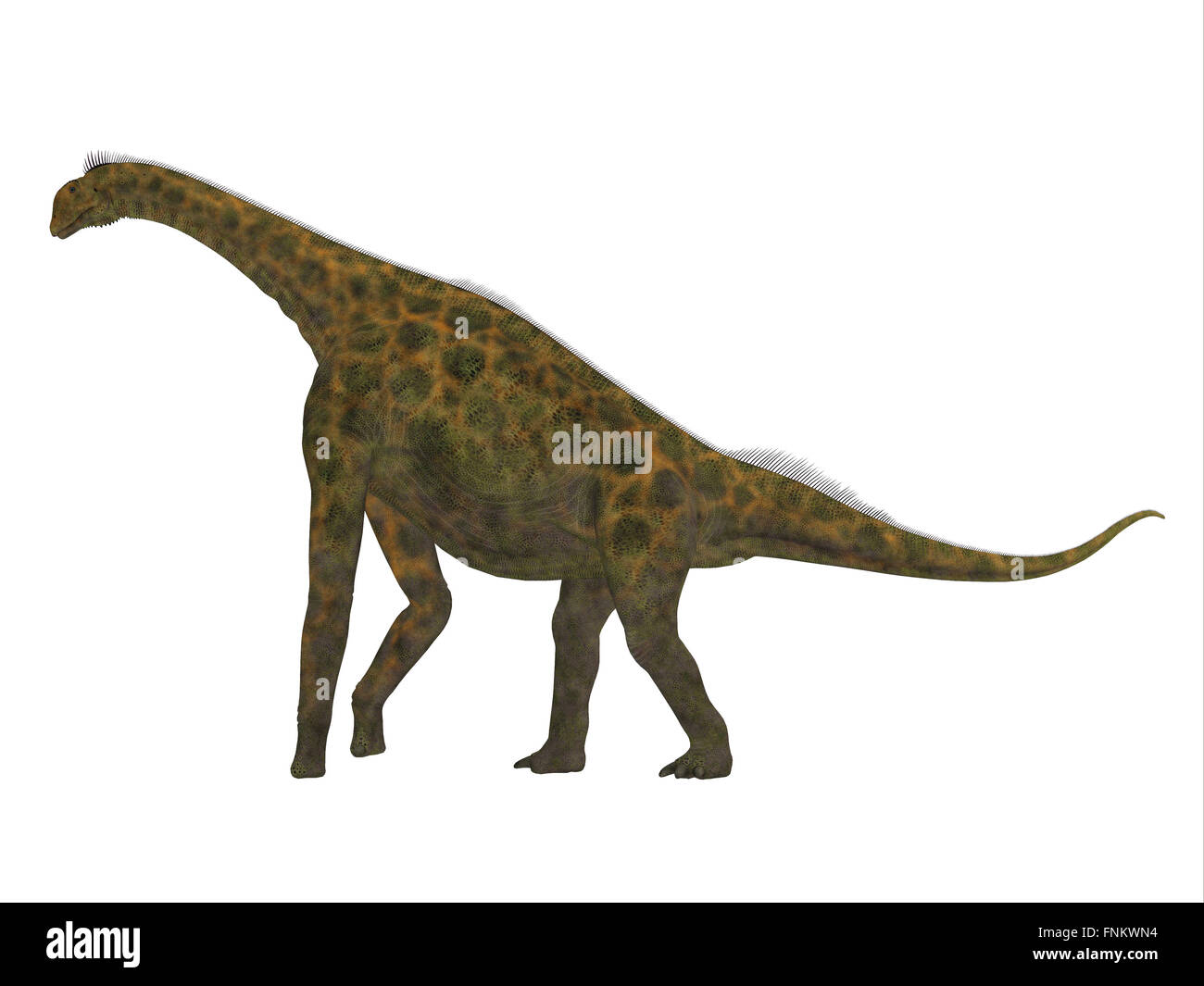 Atlasaurus was a large herbivorous dinosaur that lived in the Jurassic ...
