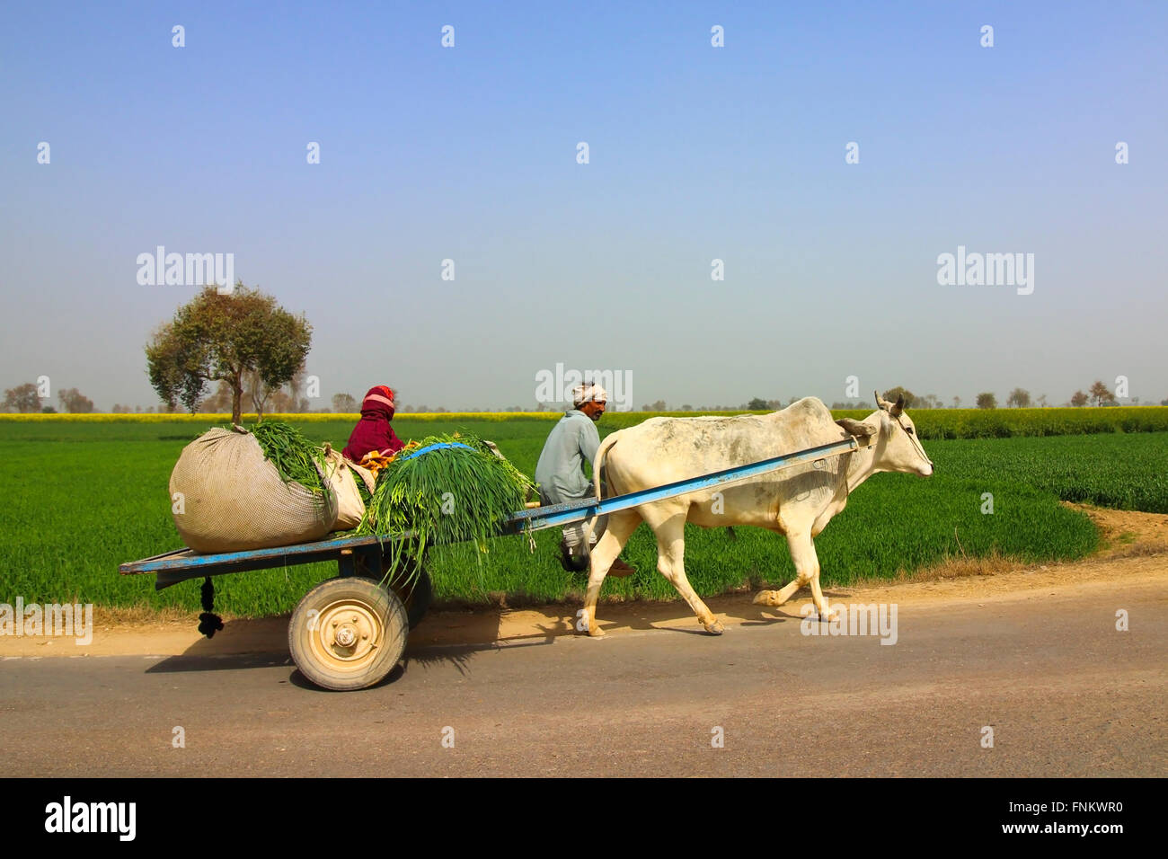 A man and woman ride a traditional ox cart on a dusty road through the ...