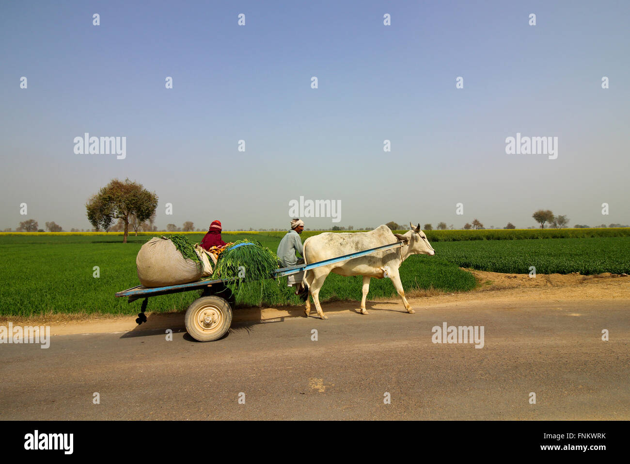 A man and woman ride a traditional ox cart through the arable fields of ...