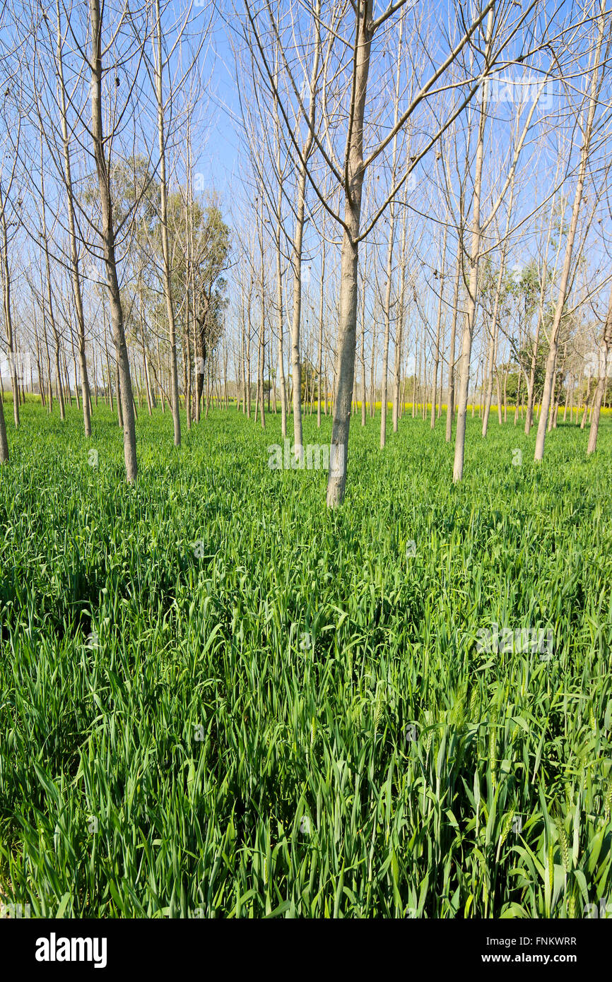 Leafless poplar trees growing through a green wheat crop in rural ...