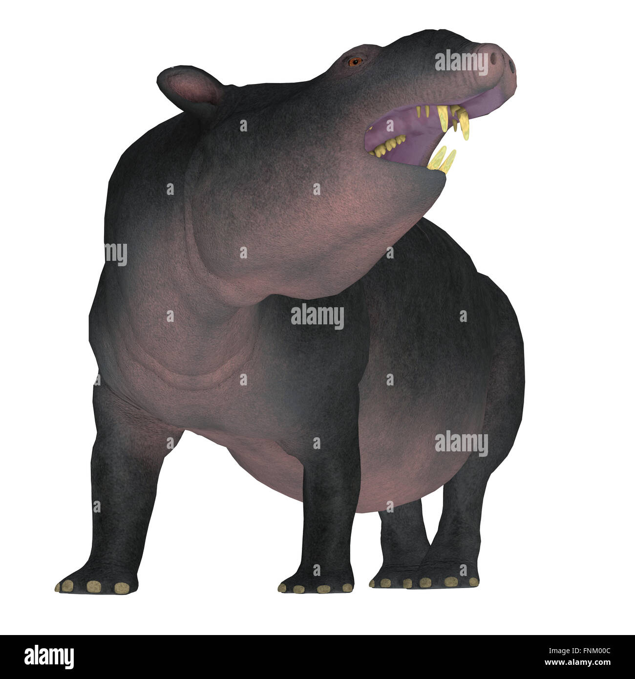 Moeritherium Skeleton