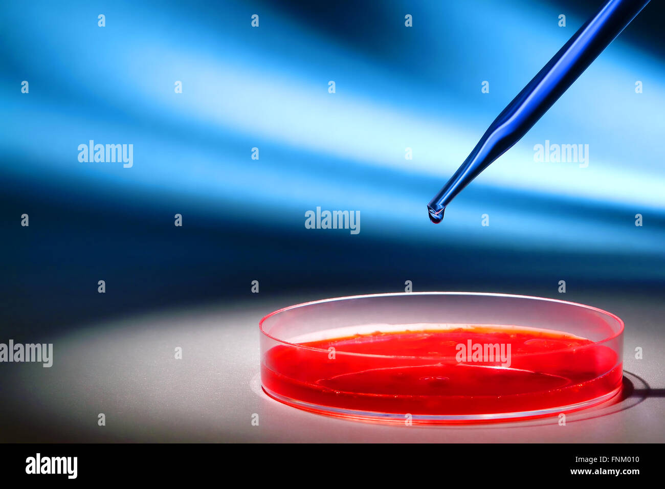 Laboratory pipette with drop of blue liquid over Petri dishes with red ...
