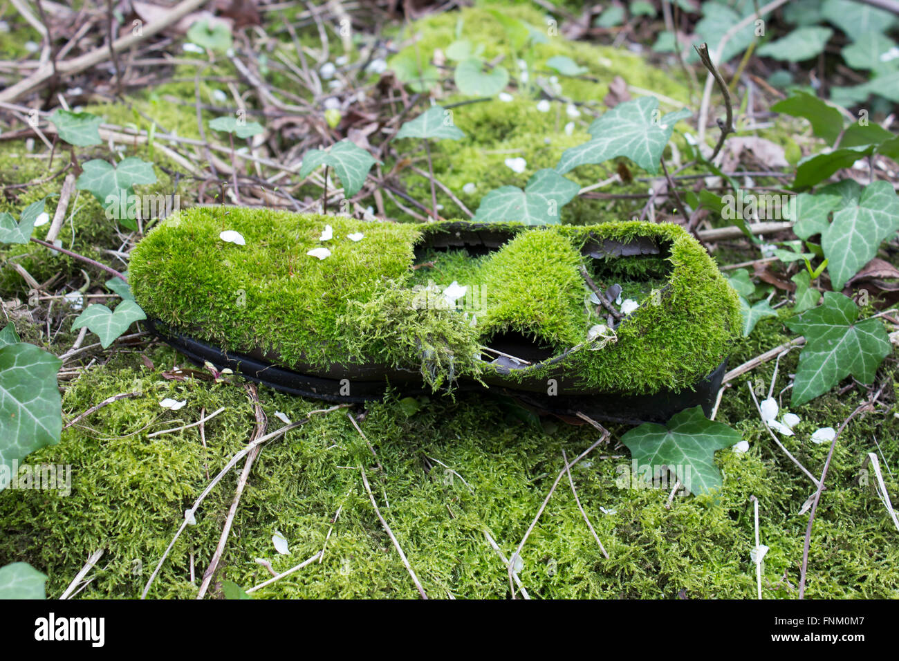 moss-covered shoe at wooden environment Stock Photo - Alamy