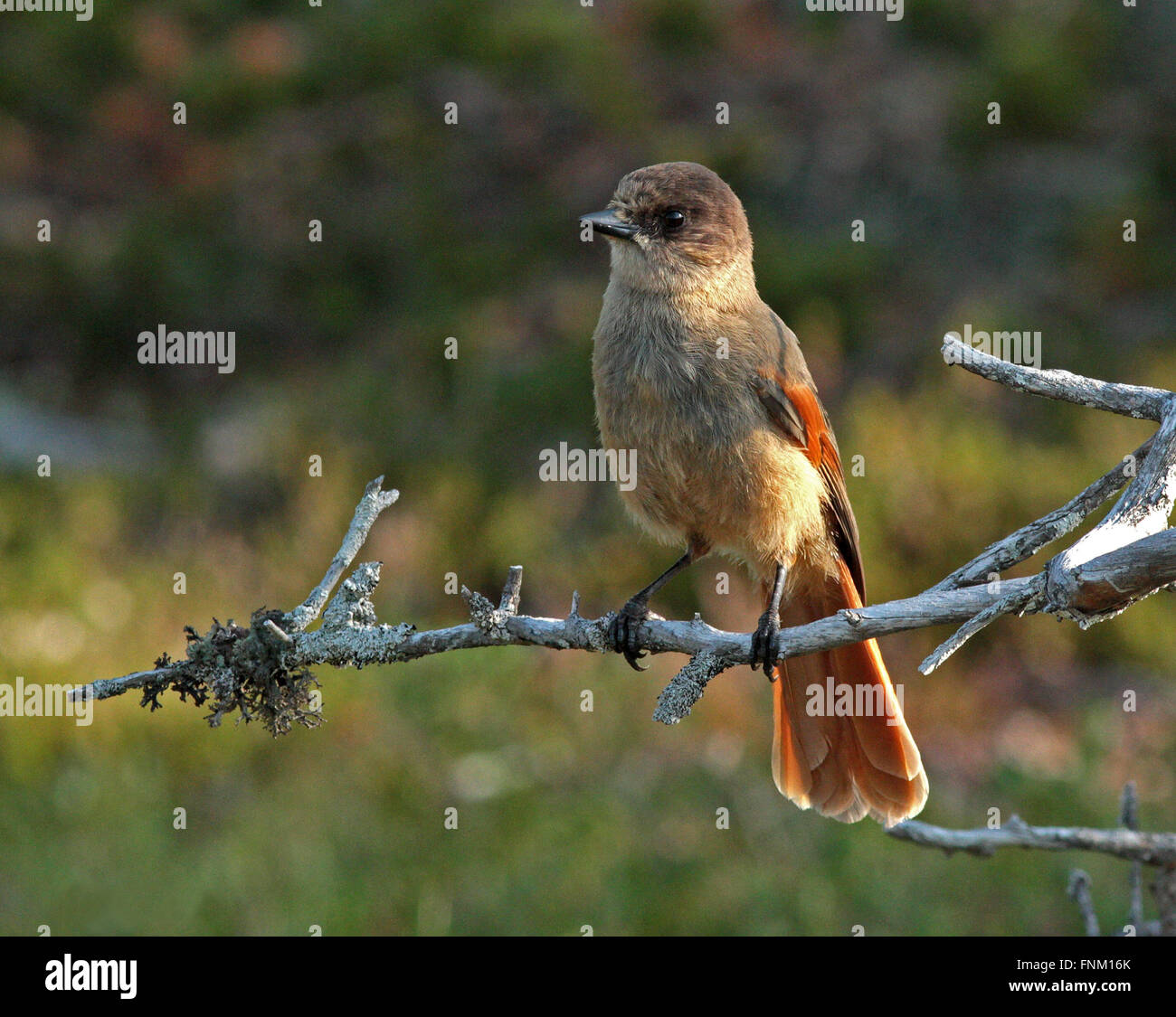 Siberian jay, Perisoreus infaustus Stock Photo - Alamy