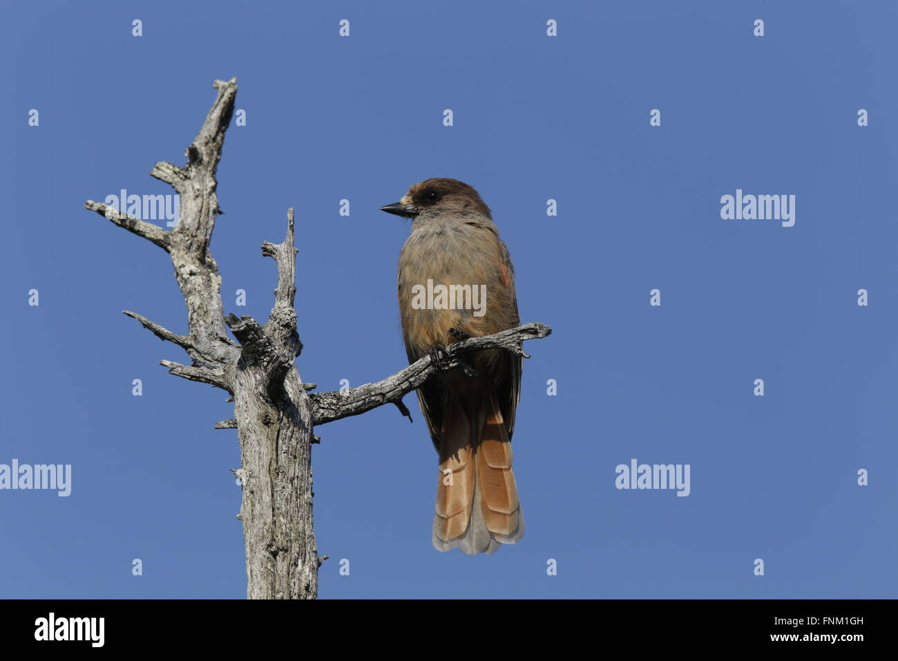 Siberian jay, Perisoreus infaustus Stock Photo - Alamy