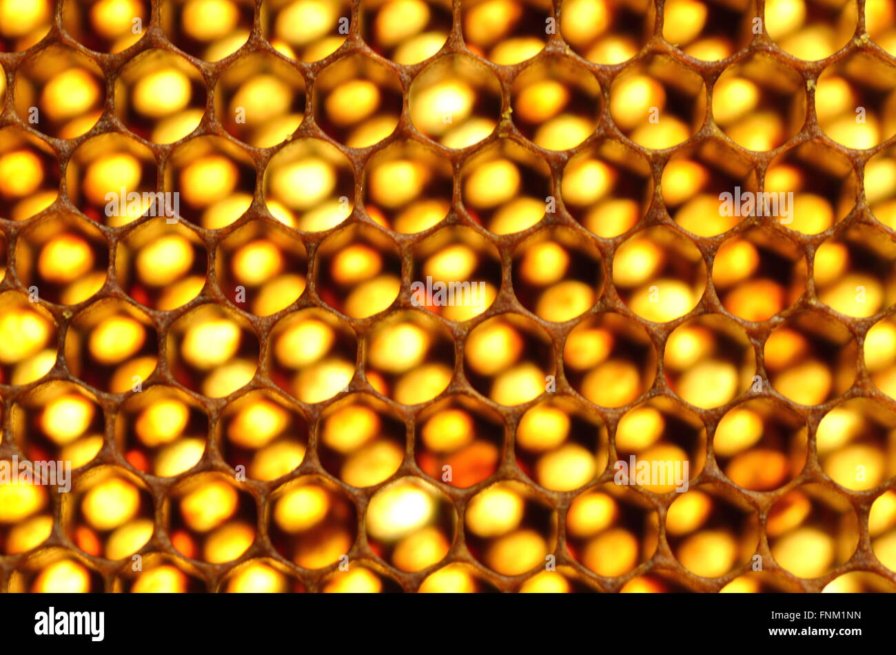 Honeycomb net hi-res stock photography and images - Alamy