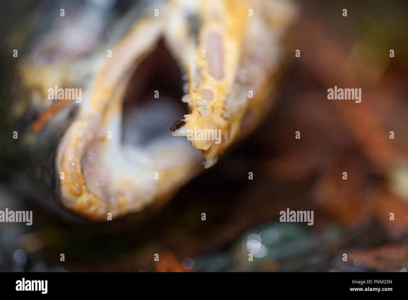 Salmon spawn dead hi-res stock photography and images - Alamy