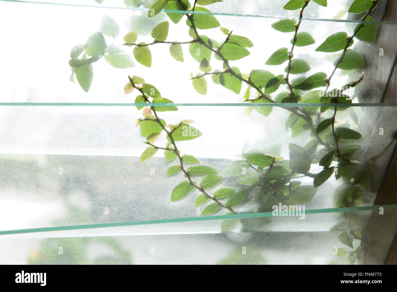 Tropical greenery outside a glass window in lush humid climate in ...