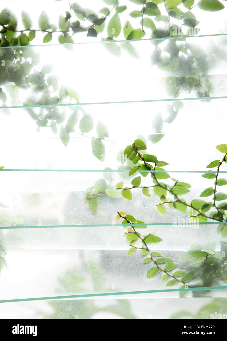 Tropical greenery outside a glass window in lush humid climate in ...
