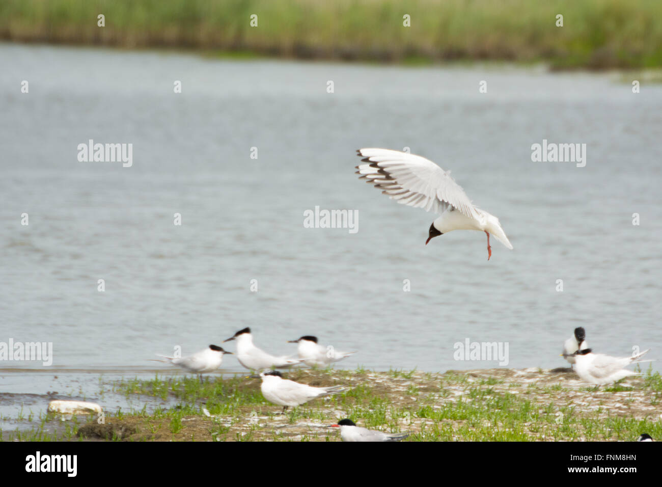 Common tern bird animal nature wild feeding wings tern hi-res stock ...
