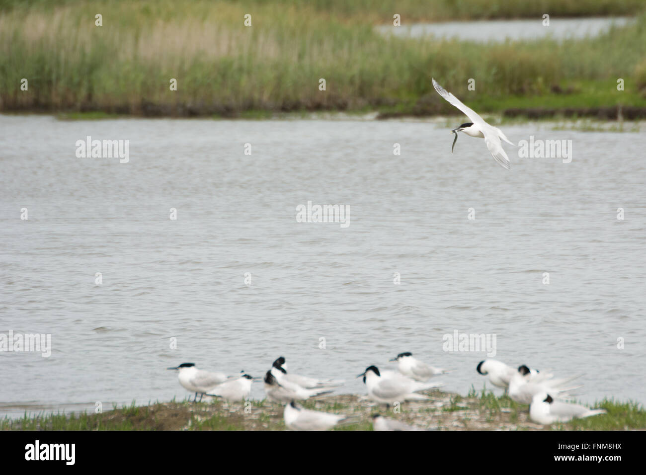 Common tern bird animal nature wild feeding wings tern hi-res stock ...