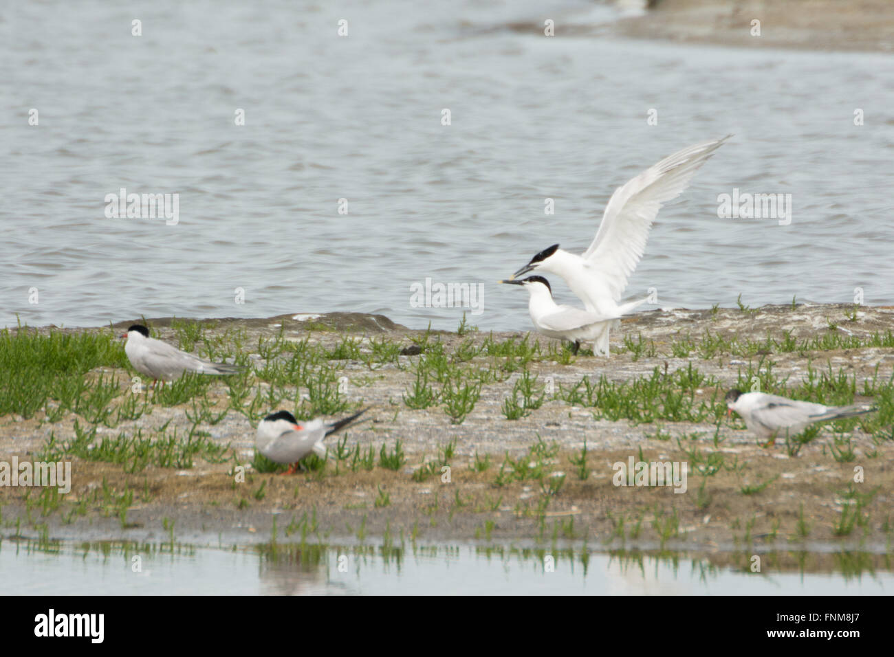 Common tern bird animal nature wild feeding wings tern hi-res stock ...