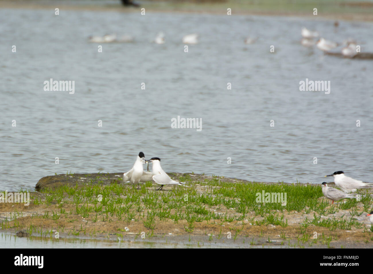 Common tern bird animal nature wild feeding wings tern hi-res stock ...